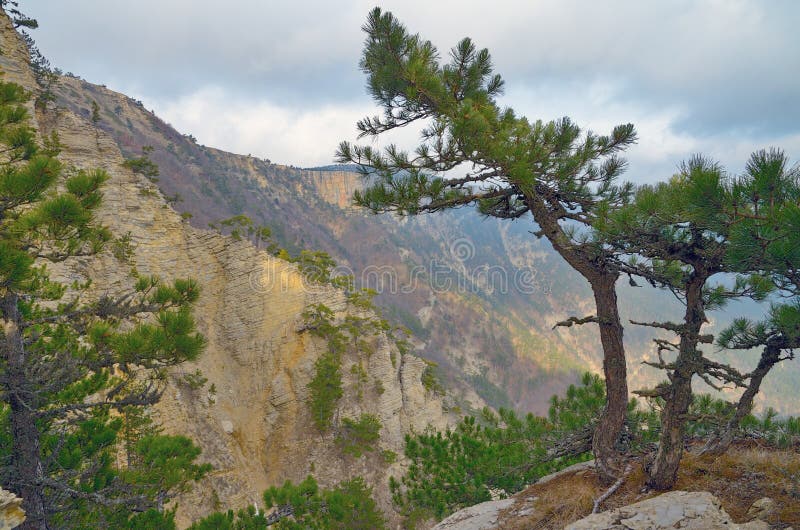 Landscape with Pine Tree on Steep Slope Stock Photo - Image of crimea ...