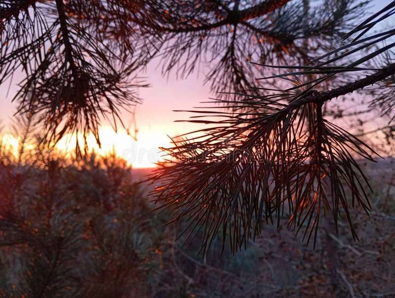 Landscape: Pine Tree at Sunset.Beautiful Sunset. Stock Photo - Image of ...