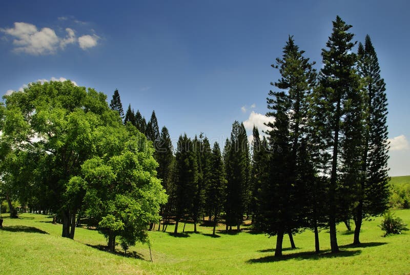 Landscape with pine trees stock image. Image of life - 10021557