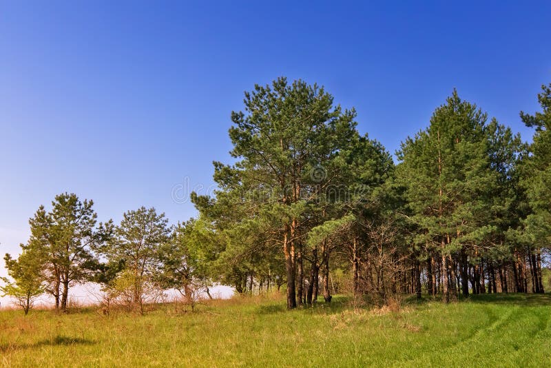 Landscape with Pine Trees on the Edge of the Forest. Stock Photo ...