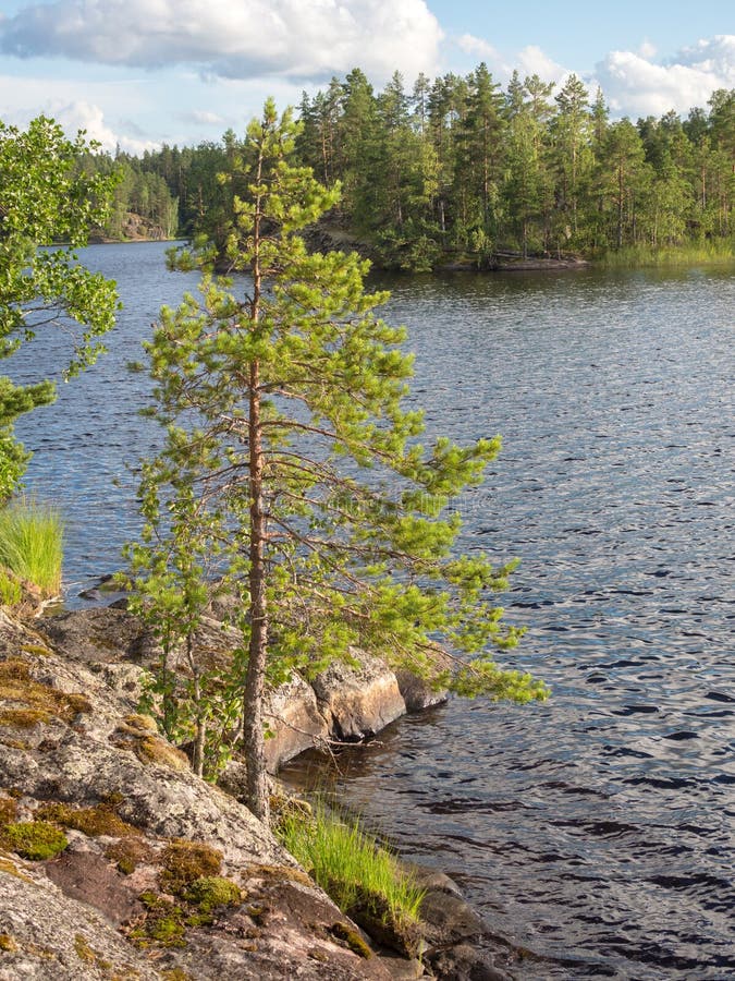 Pine trees on the lake stock image. Image of wilderness - 261174449
