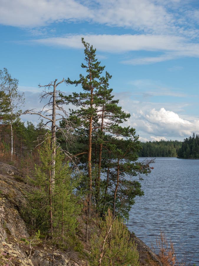 Landscape with pine trees stock photo. Image of plant - 261174440