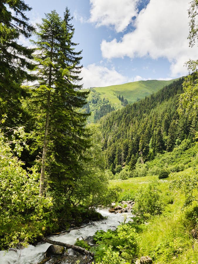 Landscape with Pine Trees in Mountains and a River in in Sunset Light ...