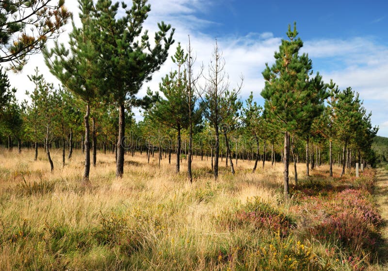 Landscape with pines stock photo. Image of scenics, foliage - 12524112