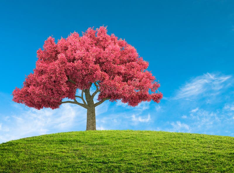 Pink Blossom tree road stock image. Image of pink, tree - 42891861
