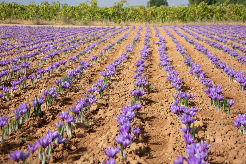 Landscape Pink Saffron and Flower Red Gold Stock Image - Image of crop ...