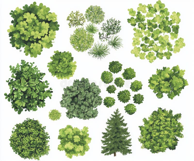 For Landscape Plans and Architecture Layouts, a Watercolor Tree Top ...