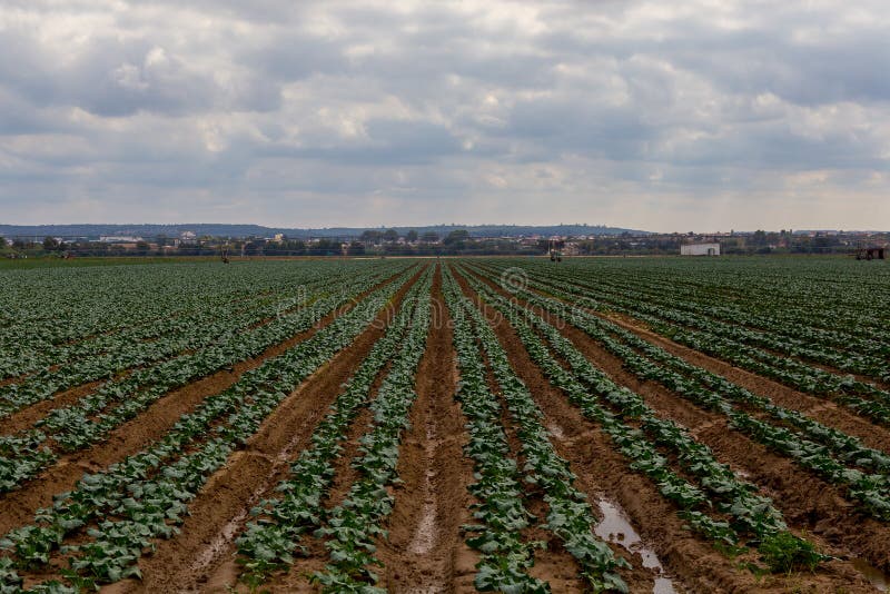 Landscape of a Planted Field Under a Cloudy Sky Stock Photo - Image of ...