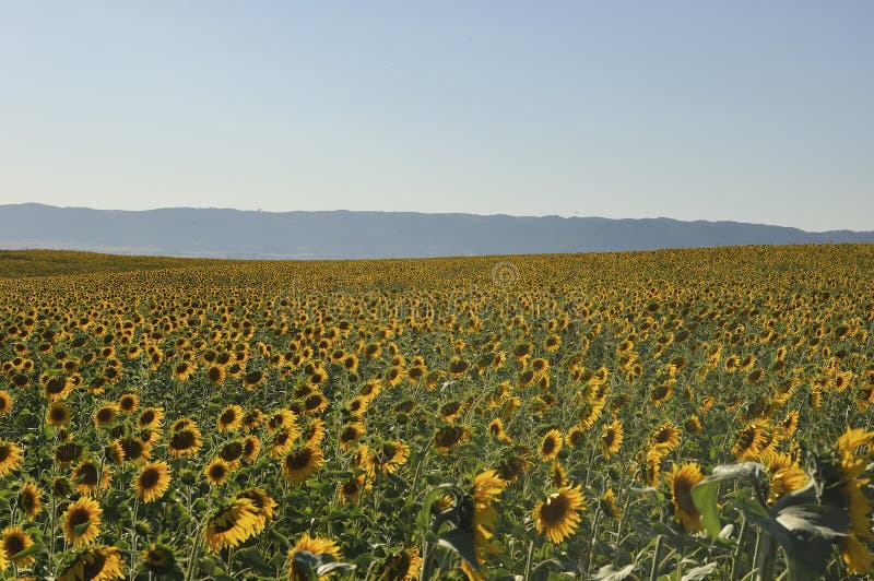 Landscape Planting Sunflowers Stock Photo - Image of biology, green ...