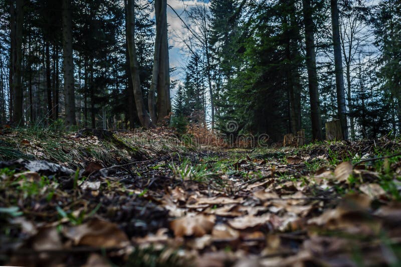 Landscape of the Polish Forest in the Mountains. Stock Photo - Image of ...