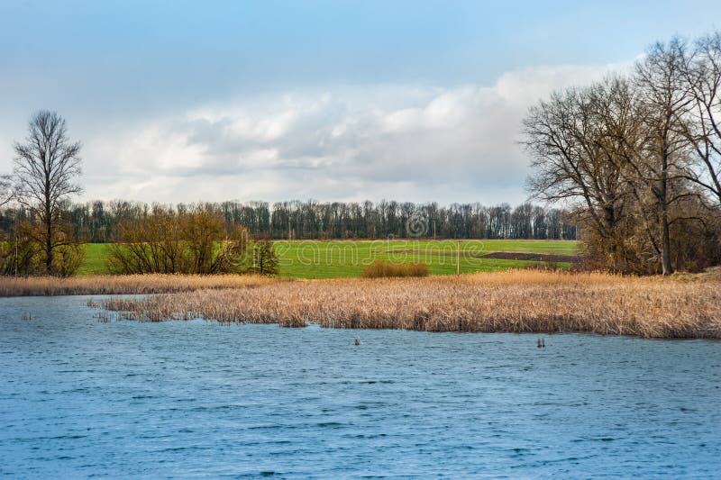 Pond with Dry Reeds and Early Spring Trees Stock Photo - Image of ...