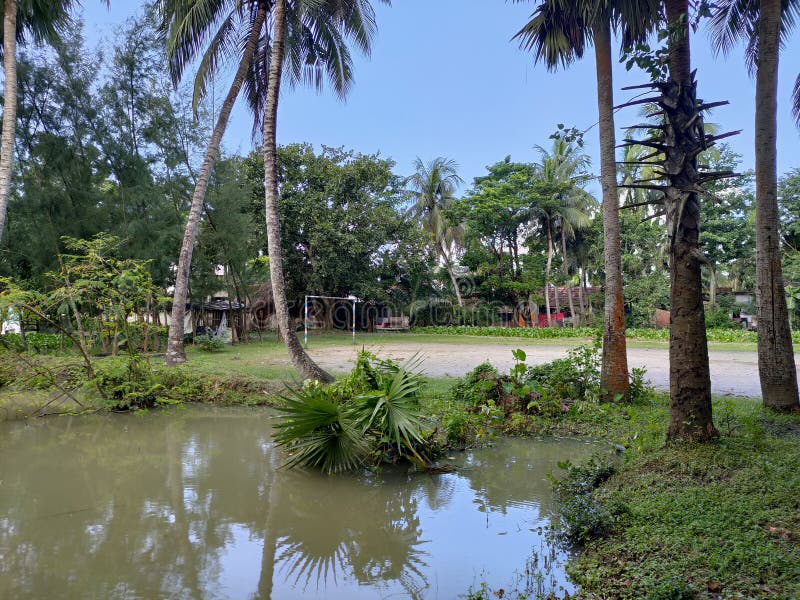 Landscape with Pond and Palm Tree of Indian Stock Photo - Image of ...