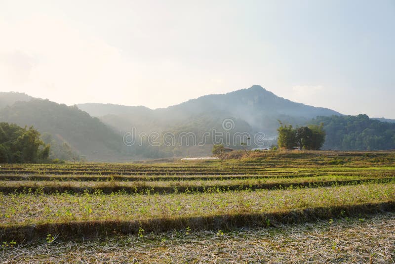 Countryside Landscape of Empty Rice Fields and Earthen with Beautiful ...