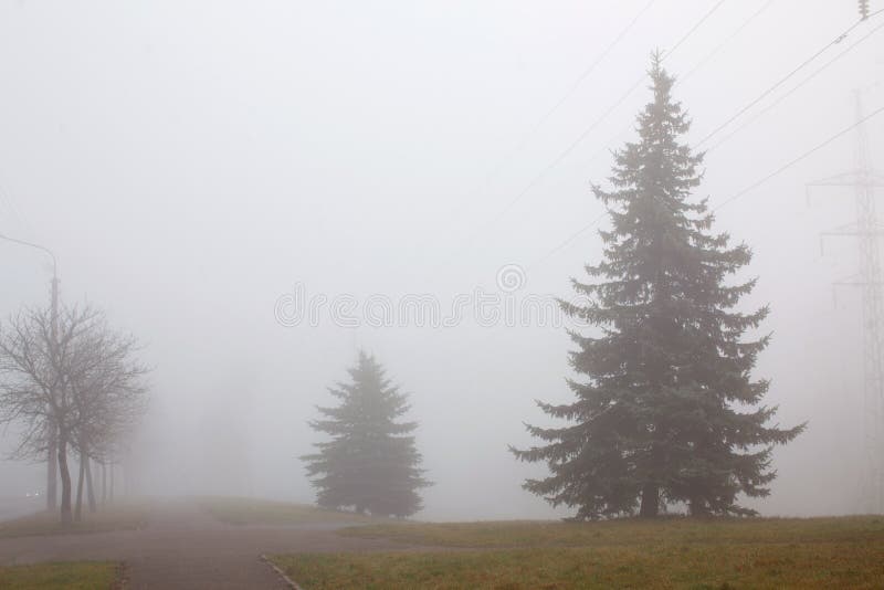 Landscape with Power Line and Trees in the Fog Stock Image - Image of ...