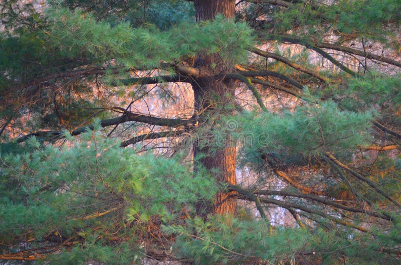 Evergreen Tree with Soft Needles Stock Photo - Image of green, texture ...