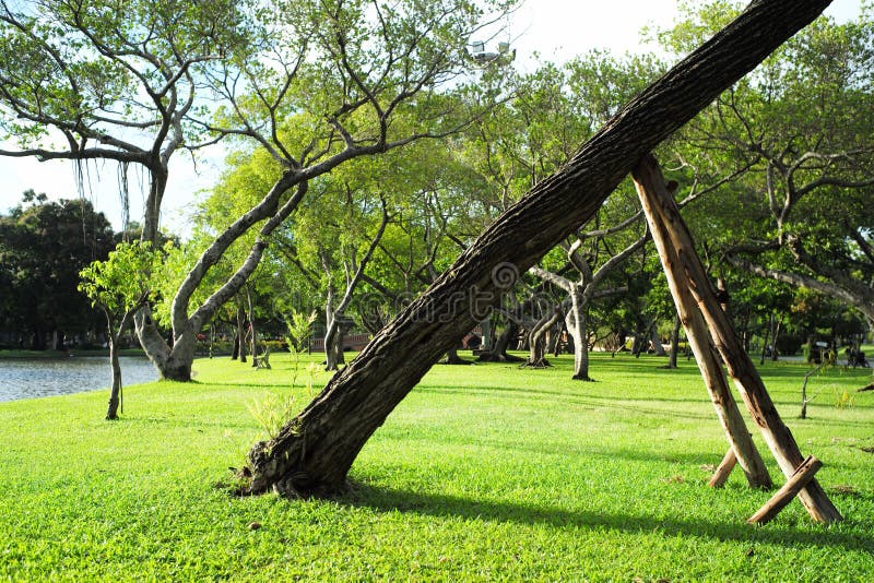 Landscape of Public Garden with Old Tree Stock Image - Image of support ...
