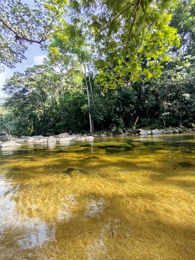Landscape of the Purity of the Edge of a River of a Tropical Forest ...