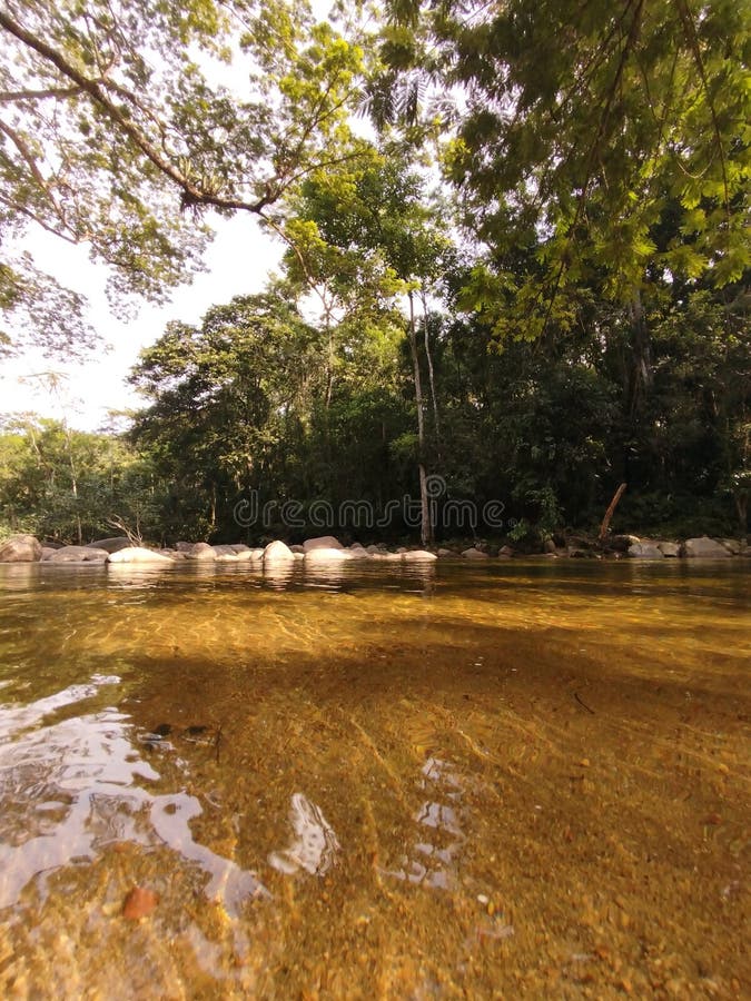Landscape of the Purity of the Edge of a River of a Tropical Forest ...