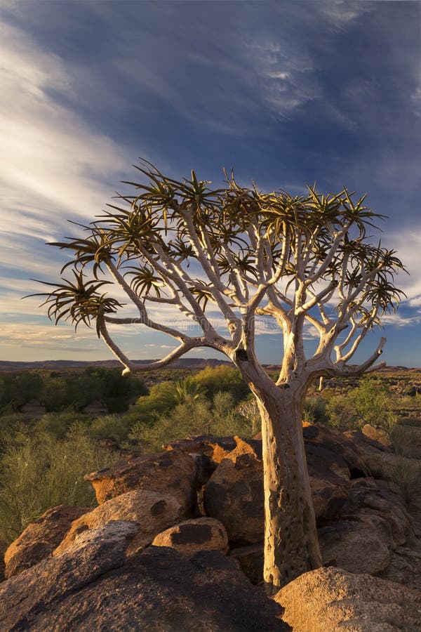 Landscape of a Quiver Tree with Blue Sky and Thin Clouds in Dry Stock ...