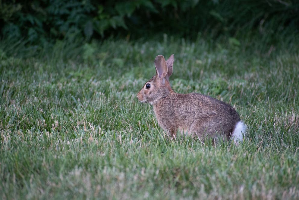 Landscape of Rabbit on Green Grass Stock Image - Image of rabbit, furry ...