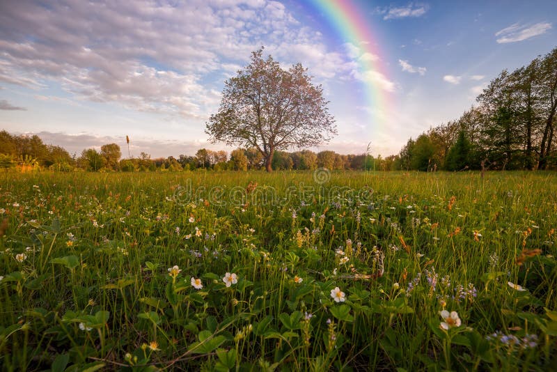 Landscape with Rainbow on Meadow Stock Image - Image of grass, pasture ...
