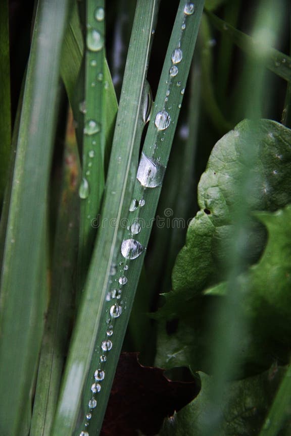 Landscape, Raindrops on the Grass Stock Photo - Image of green, branch ...