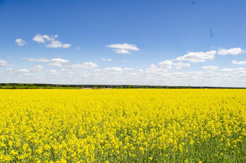 Landscape rapeseed field stock photo. Image of yellow - 206291792