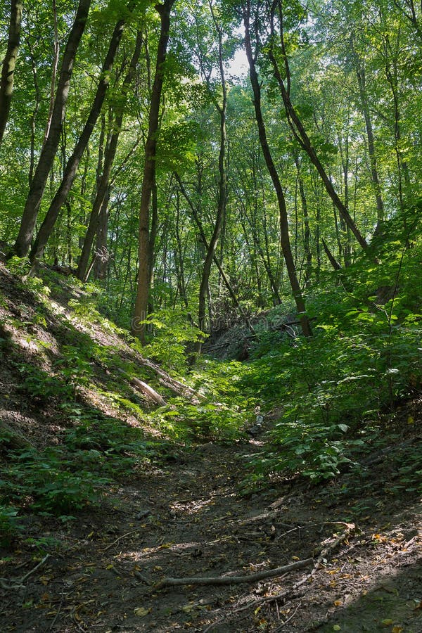 Landscape with ravine stock photo. Image of summer, green - 81029194