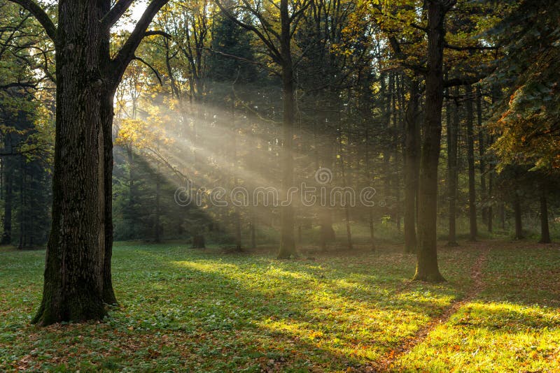 Landscape with Rays of the Morning Sun in the Autumn Forest. Stock ...