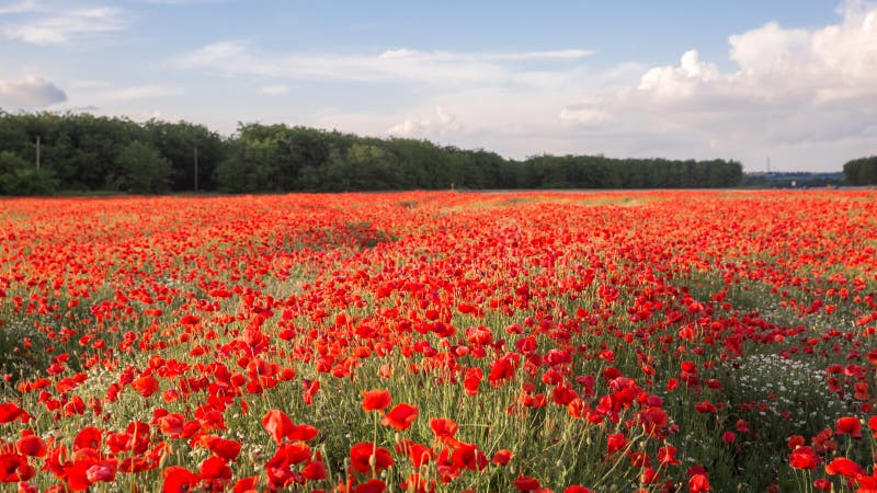 Landscape of Red Poppy Field on Sunset Stock Photo - Image of bloom ...