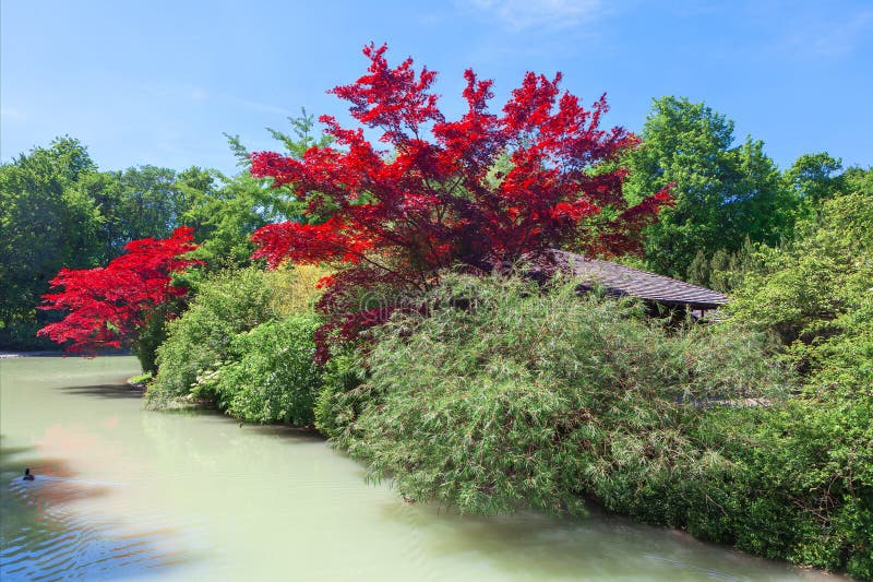 Landscape with Red Tree on the Bank of the River Stock Photo - Image of ...