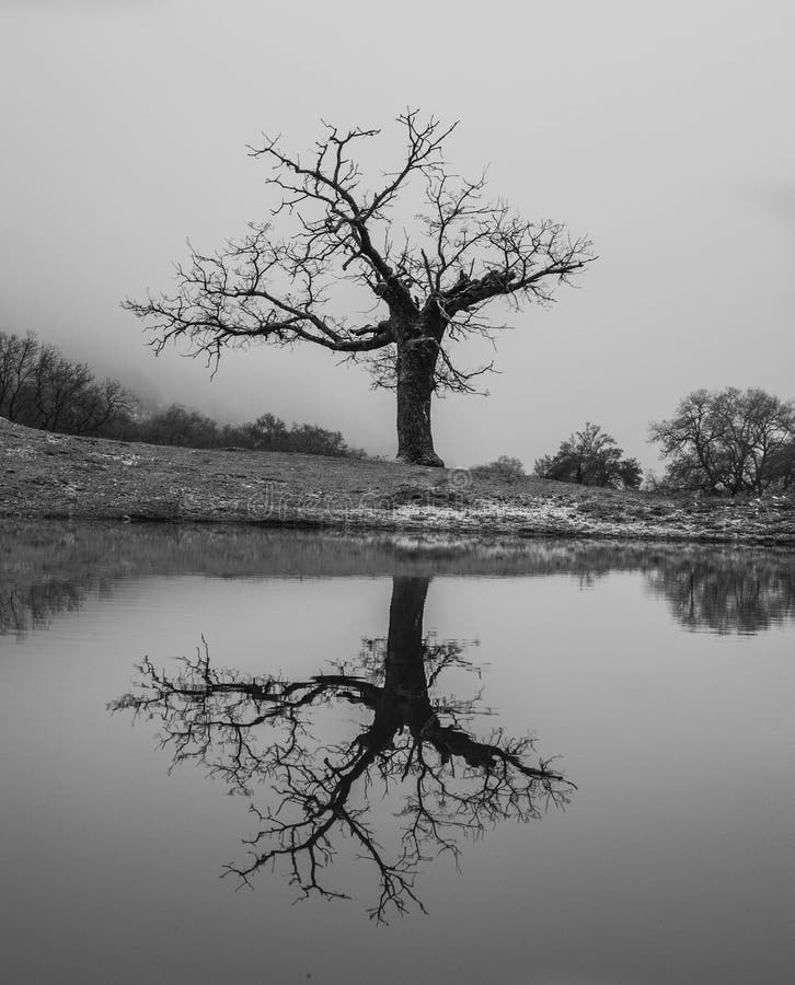 Landscape with Reflection Tree in River Stock Photo - Image of snow ...