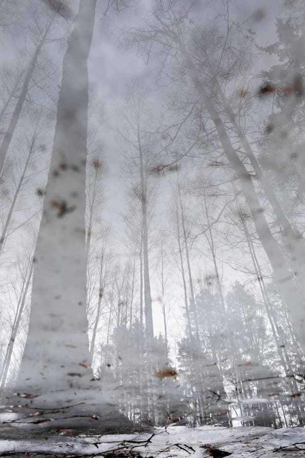 Landscape Reflection from Wet Ice Surface at Forest Path Stock Photo ...