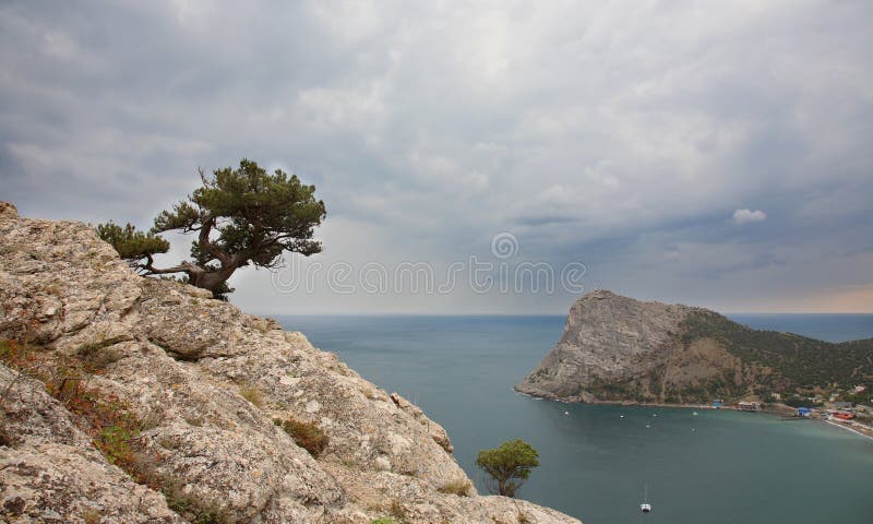 Landscape with Relic Juniper Growing Stock Photo - Image of summer ...