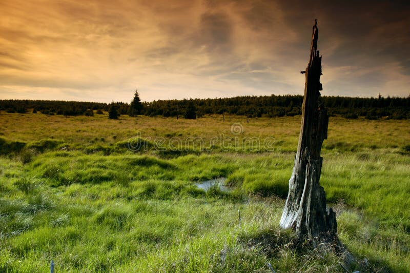 Landscape with Remain of Tree Stock Image - Image of backgrounds, color ...