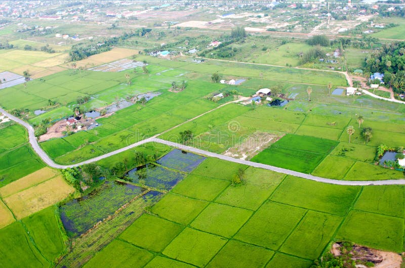 Landscape of rice farm stock image. Image of plantation - 29935031