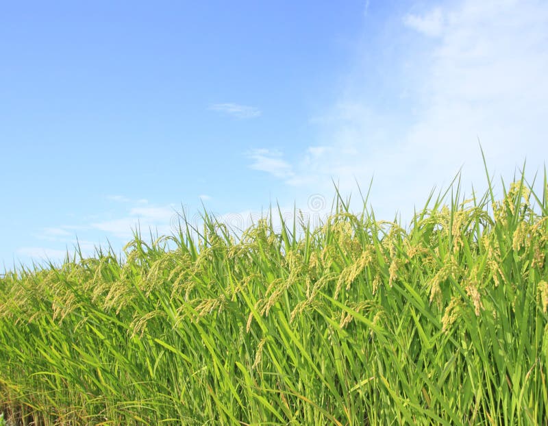 Landscape of Rice Field with Blue Sky Stock Photo - Image of crop ...