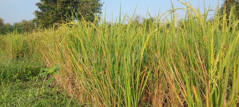 Japan Rice Distribution Stock Photos - Free & Royalty-Free Stock Photos ...