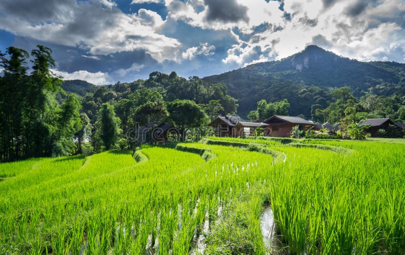 Landscape Rice Field in Chiang Mai 1 Stock Photo - Image of rice, land ...