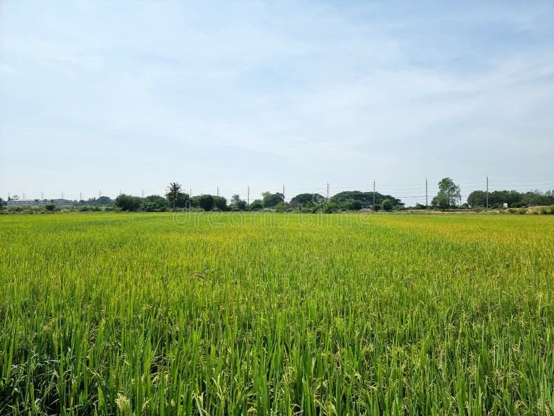 Landscape Rice Field on Cloud and Blue Sky Stock Image - Image of ...