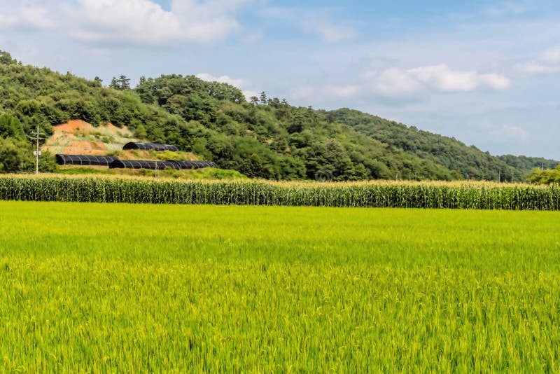 Landscape of Rice Field, Corn Field and Treed Mountain Stock Image ...