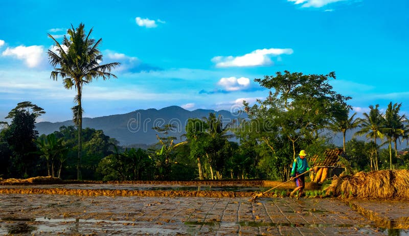 Landscape in the Rice Field with Farmer Man, Sumedang,West Java ...