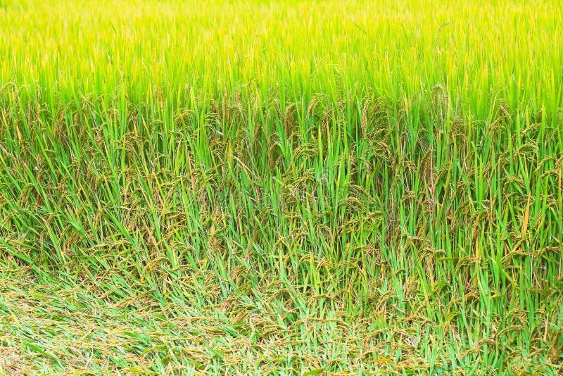 Landscape Rice Field on the Ground after Rain with Water Drops Stock ...