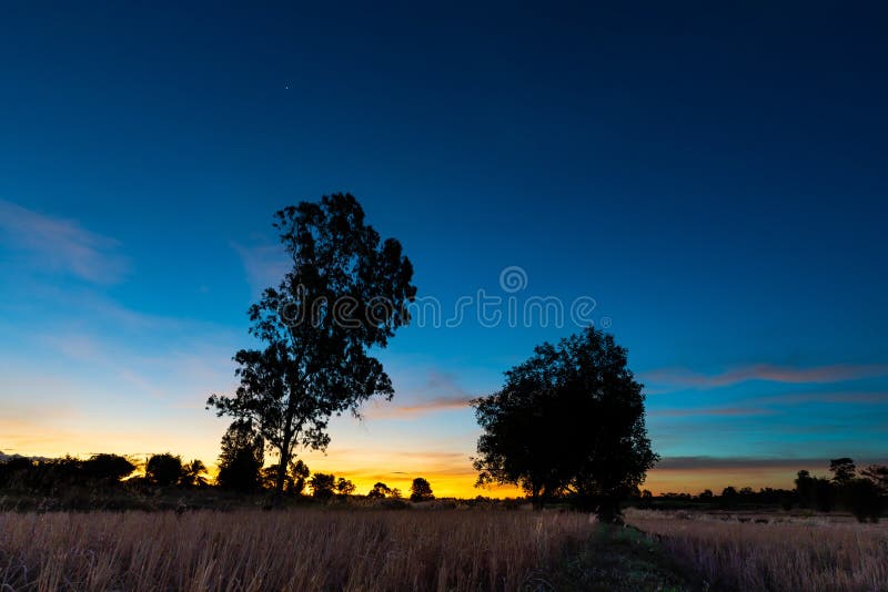 The Landscape of Rice Field after Harvest at the Dawn Time Stock Image ...