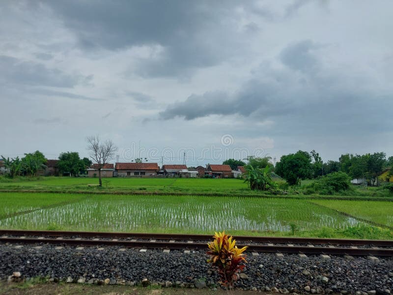 Landscape - Rice Field Railway in Summer Stock Image - Image of house ...