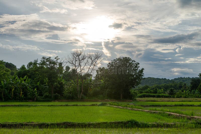 Landscape of Rice Field at Sunset Sukhothai, Thailand. Stock Photo ...
