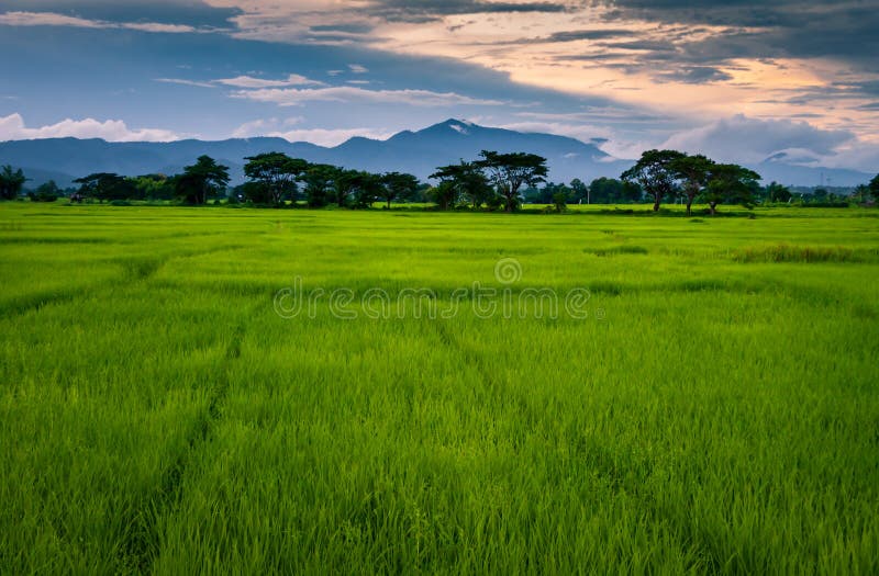 Landscape rice field stock image. Image of hill, rural - 128262469