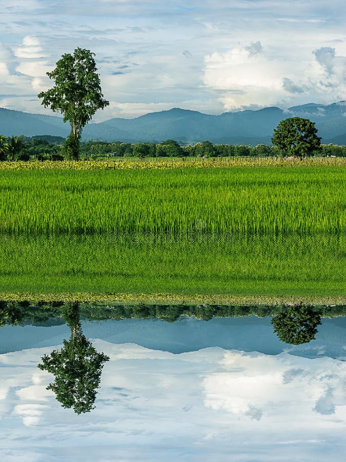 Landscape of Rice Field with Water Reflection in Chiang Mai, Thailand ...