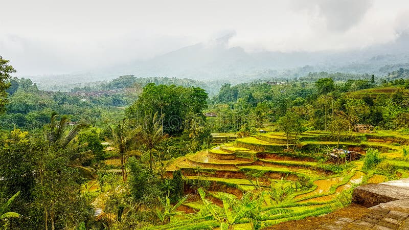 Landscape Rice Fields on Bali in the North Stock Image - Image of earth ...