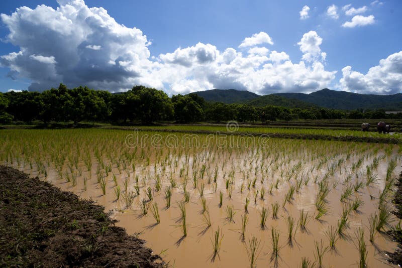 Landscape of Rice Fields Rice Cultivation of Thai Farmers Traditional ...